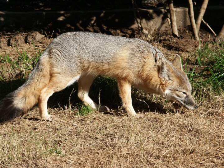 Swift Fox WhoZoo