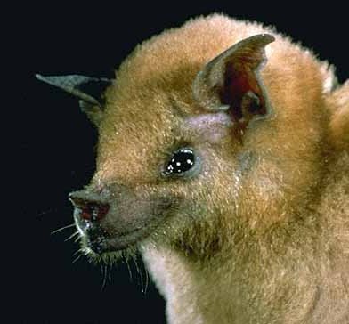 Mexican Long-Nosed Bat at the Fort Worth Zoo