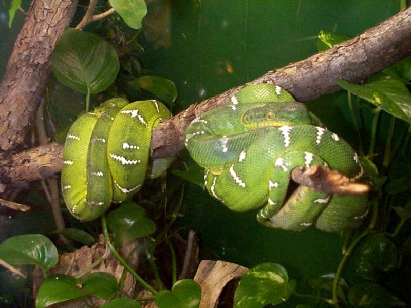 Green Tree Python