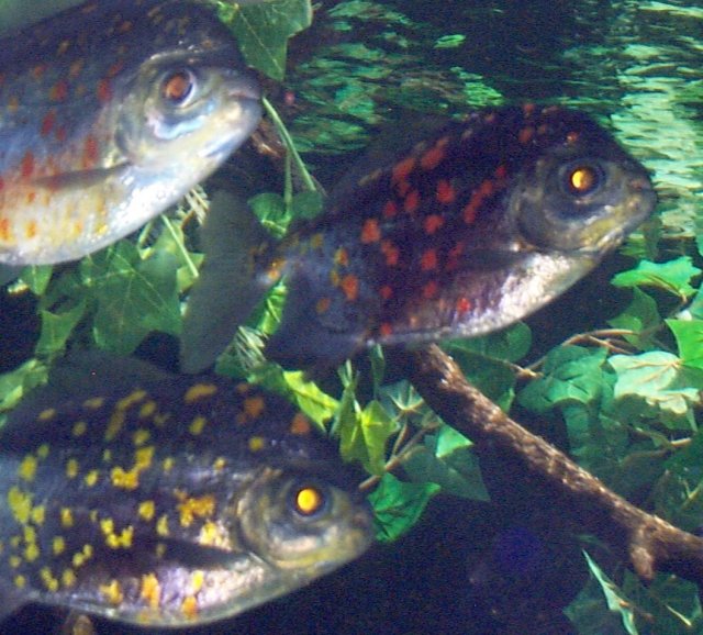 Characins: WhoZoo