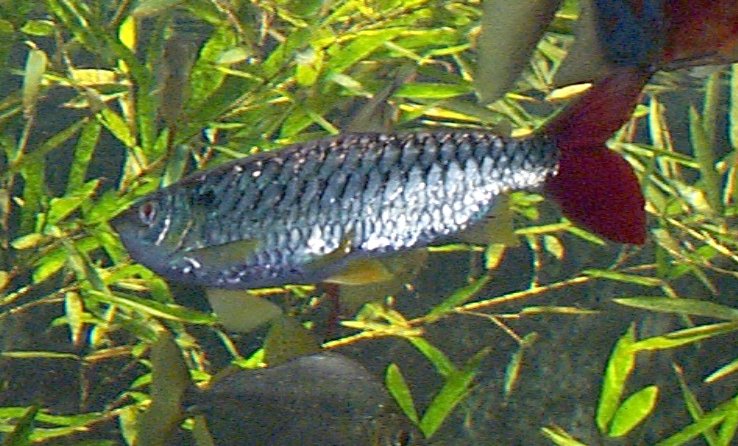 Characins: WhoZoo