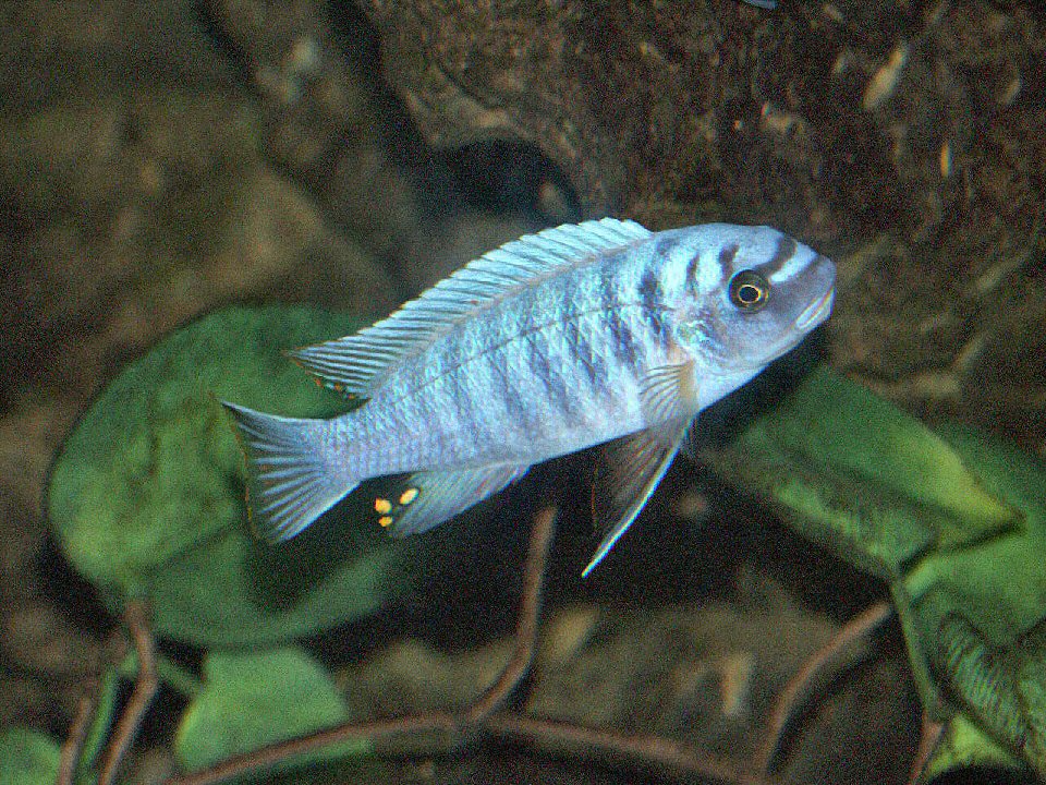 Lake Malawi Cichlids at the Fort Worth Zoo Aquarium